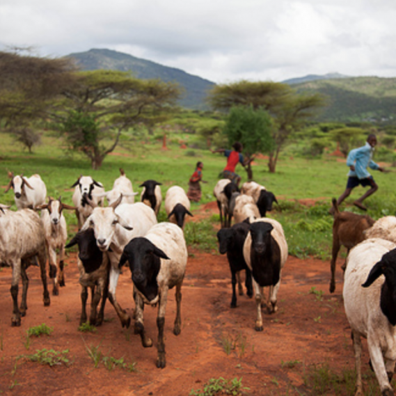 One Health Concepts from Traditional Healers and Professional ...